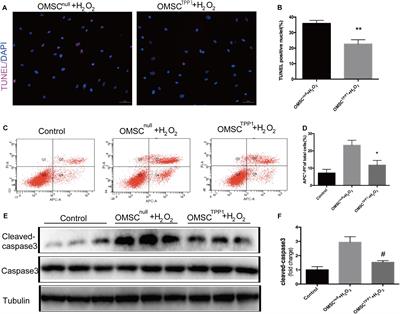 Frontiers | TPP1 Enhances the Therapeutic Effects of Transplanted Aged Mesenchymal Stem Cells in ...